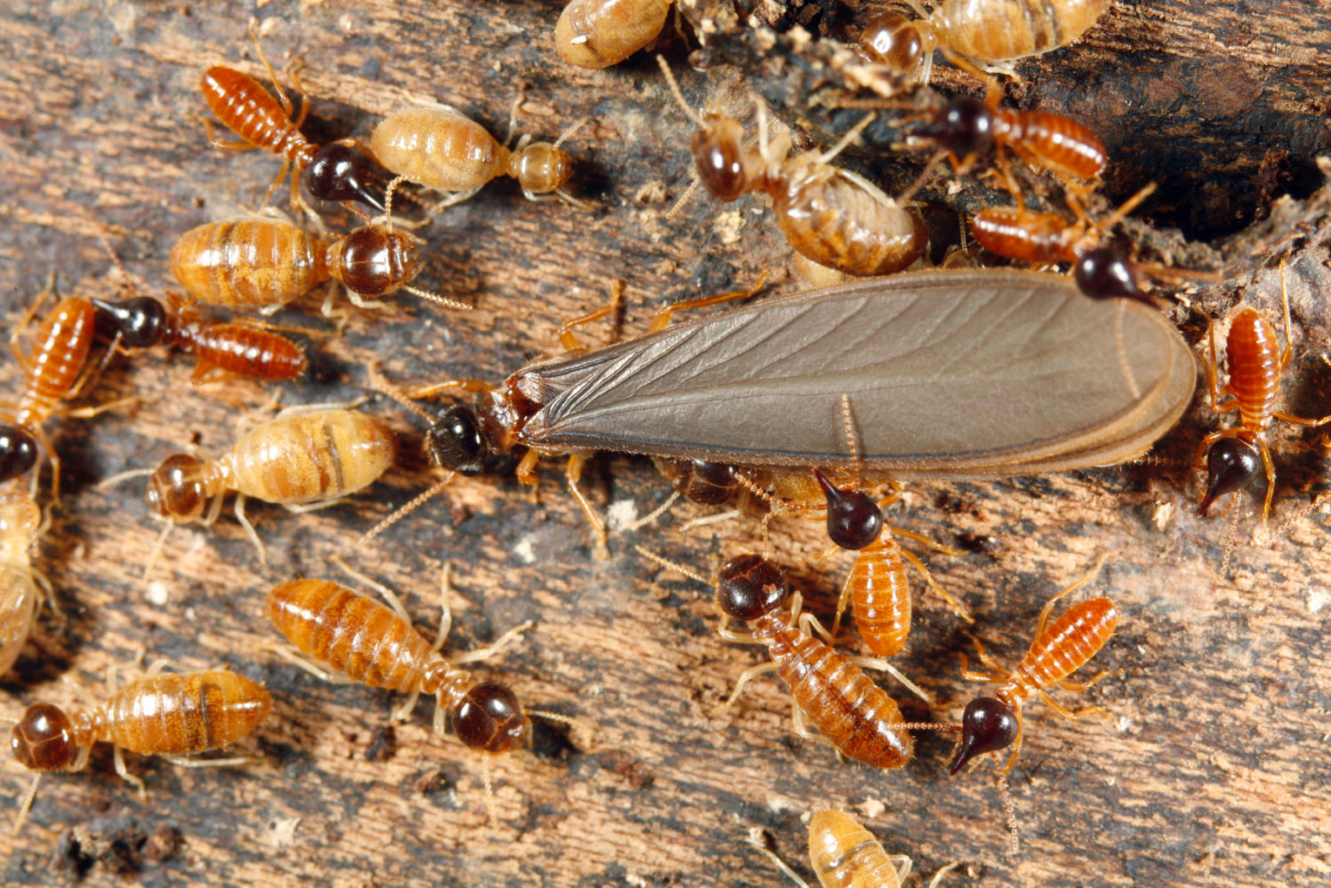 Can Termites Fly? - Control Pest Management Pest Control