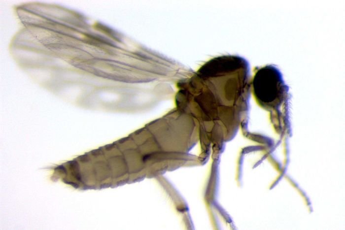 Midge Removal Gold Coast | Midge Treatment | Control Pest Management