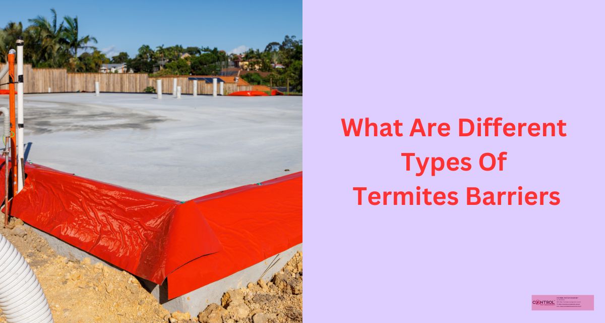 Can Termites Come Back If Untreated - Control Pest Management Pest Control