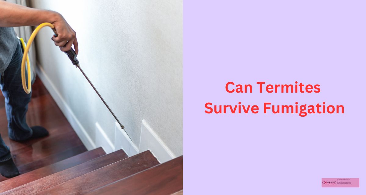 Can Termites Come Back If Untreated - Control Pest Management Pest Control