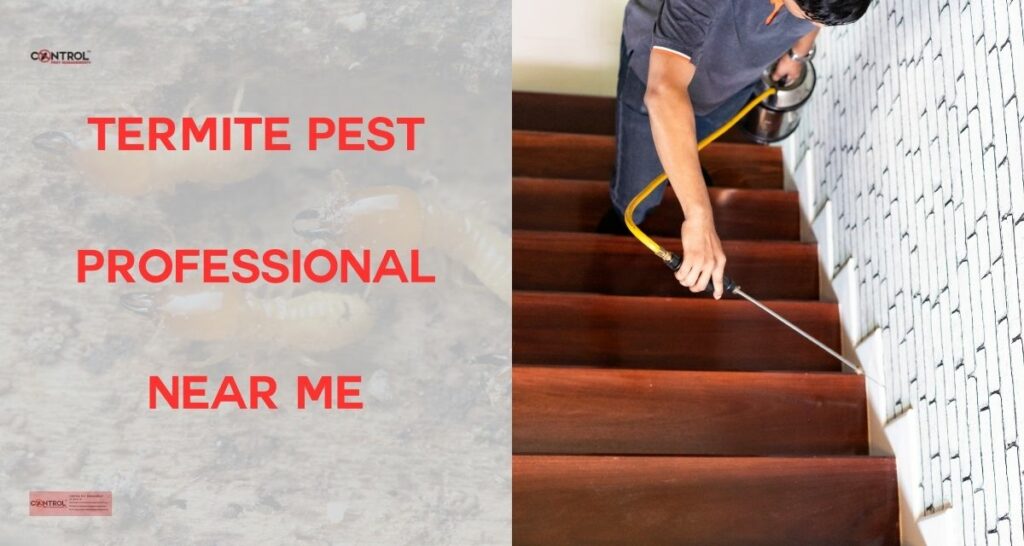 How Do I Get Rid Of Termites Gold Coast - Control Pest Management Pest ...