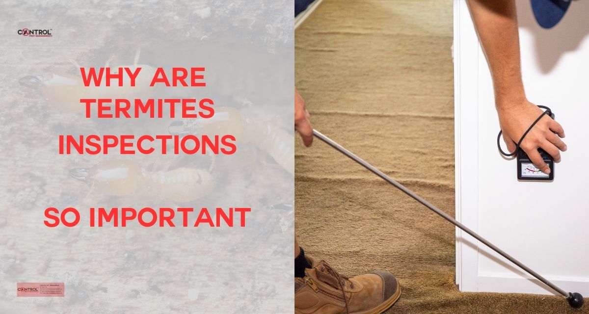 How Do I Get Rid Of Termites Gold Coast - Control Pest Management Pest ...