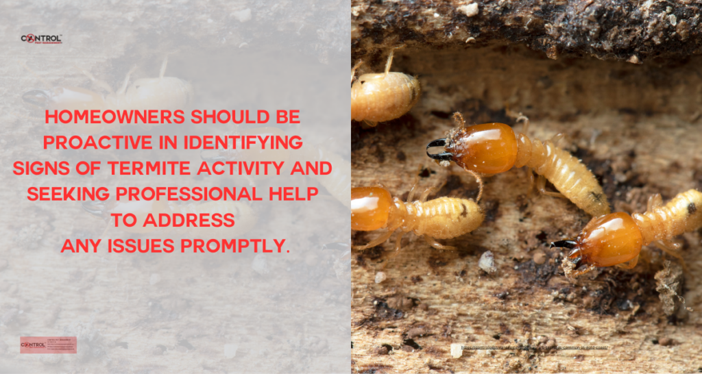 Are termites common on Gold Coast - Control Pest Management Pest Control