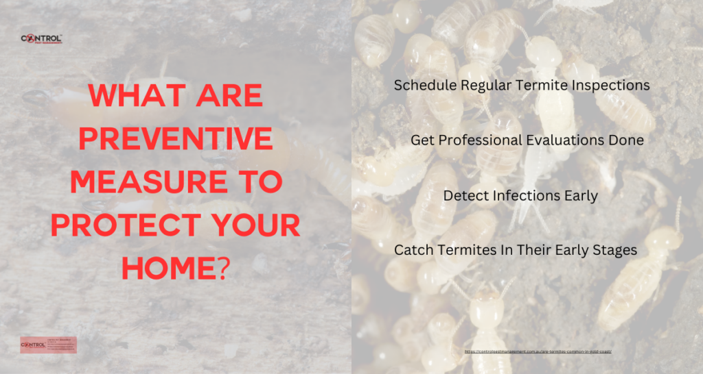 Are termites common on Gold Coast - Control Pest Management Pest Control